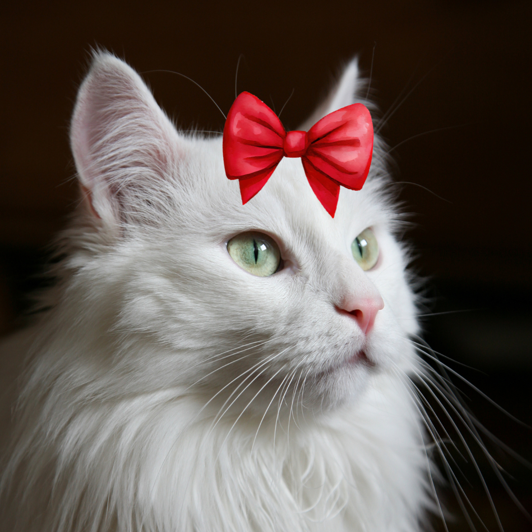 A Hello Kitty é um Gato? - TataPetSitter
